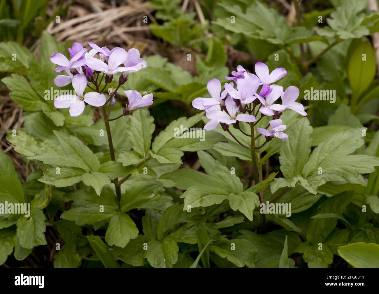 Five-leaved toothwort (Dentaria quinquefolia) in flower, Caucasus ...
