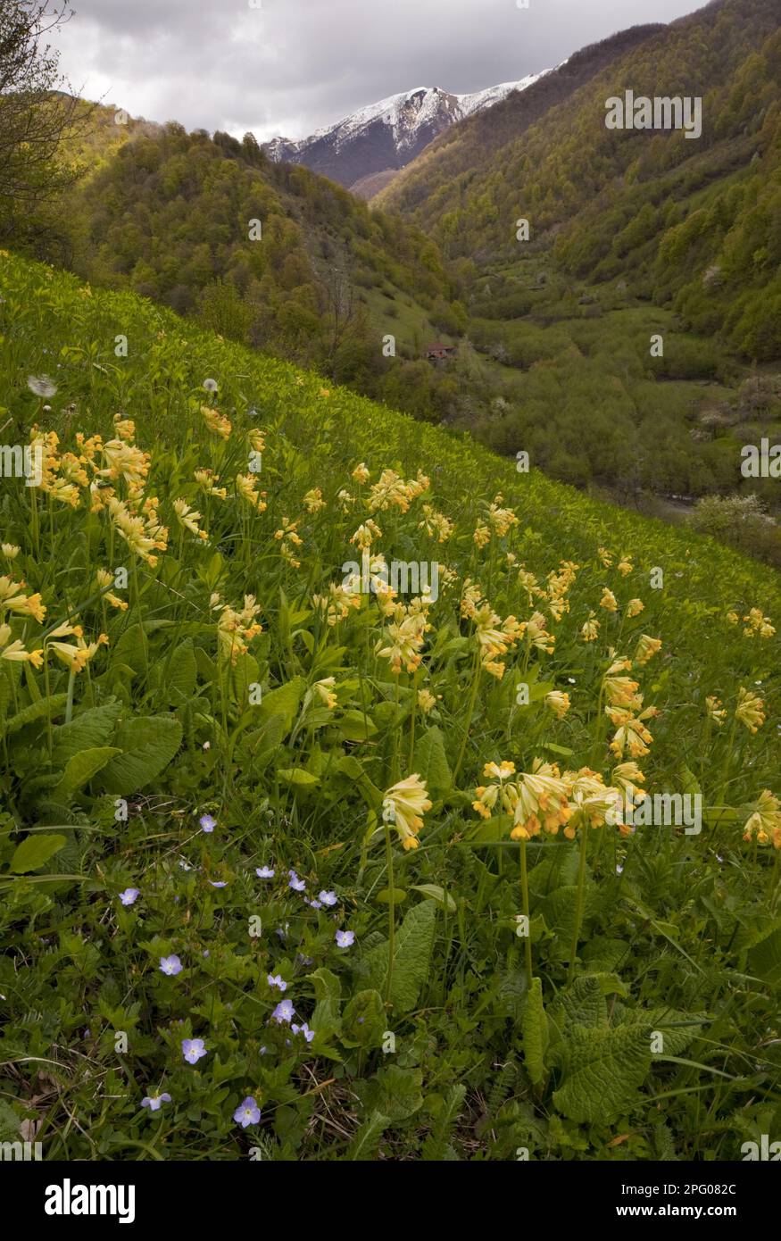 Large-leaved primrose (Primula macrocalyx) flowers, grows in ...