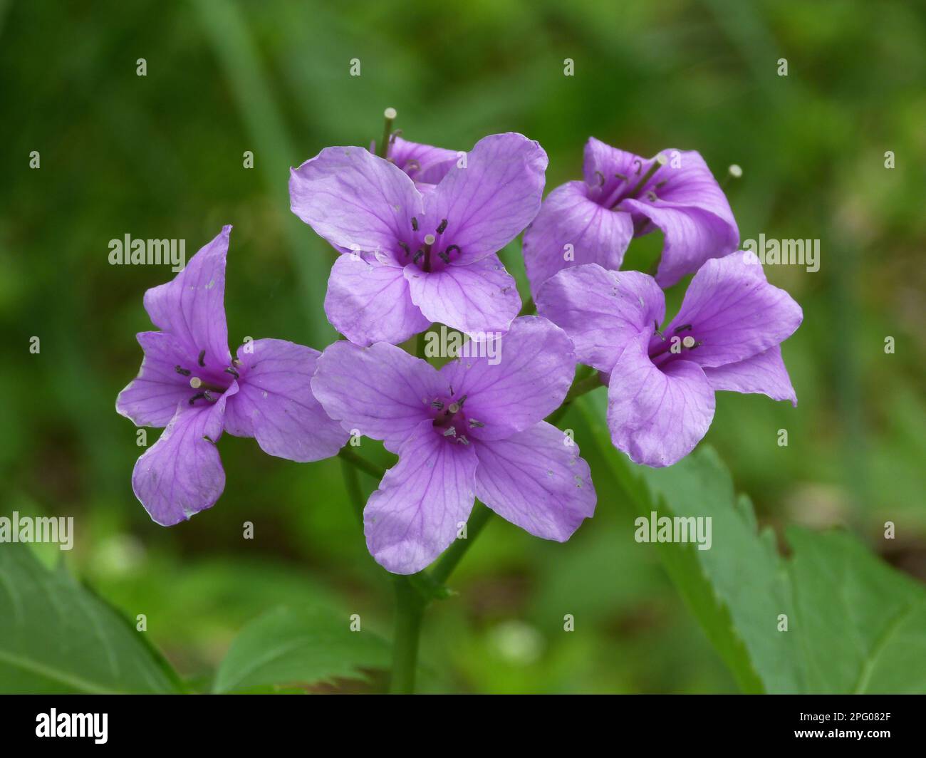 Five-leaved toothwort (Dentaria quinquefolia) Close-up of flowers ...