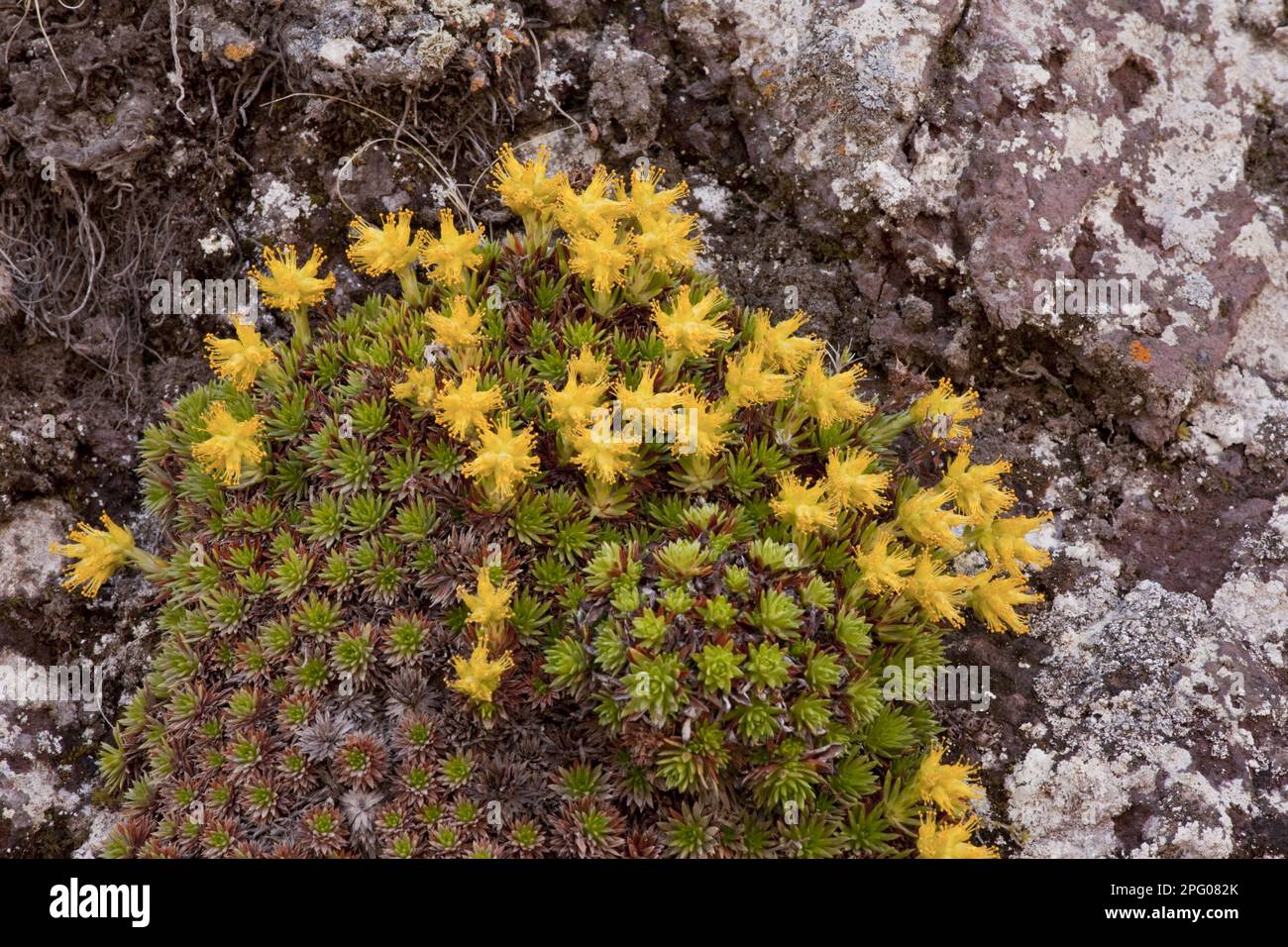 Lava flower hi-res stock photography and images - Alamy