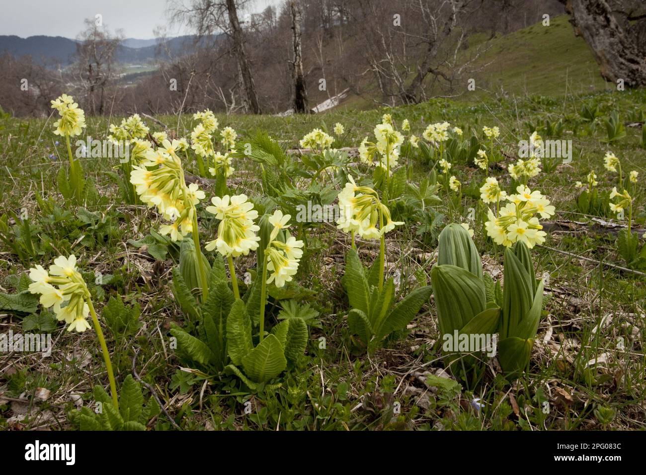 Caucasus oxlip (Primula ruprechtii) flowers, at the mountain habitat ...
