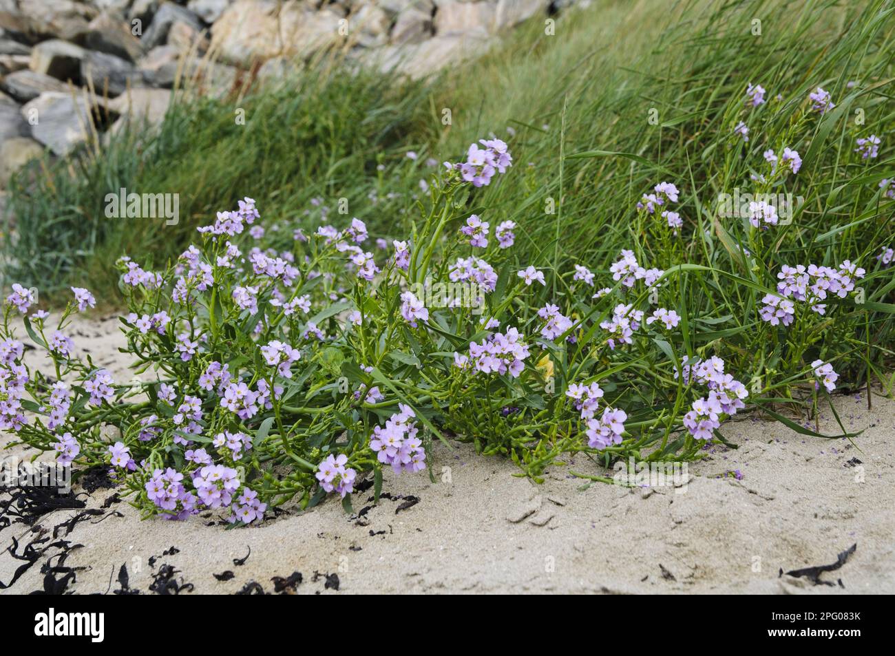 Northern Rock-cress (Arabis petraea) flowering, growing on sandy shore ...