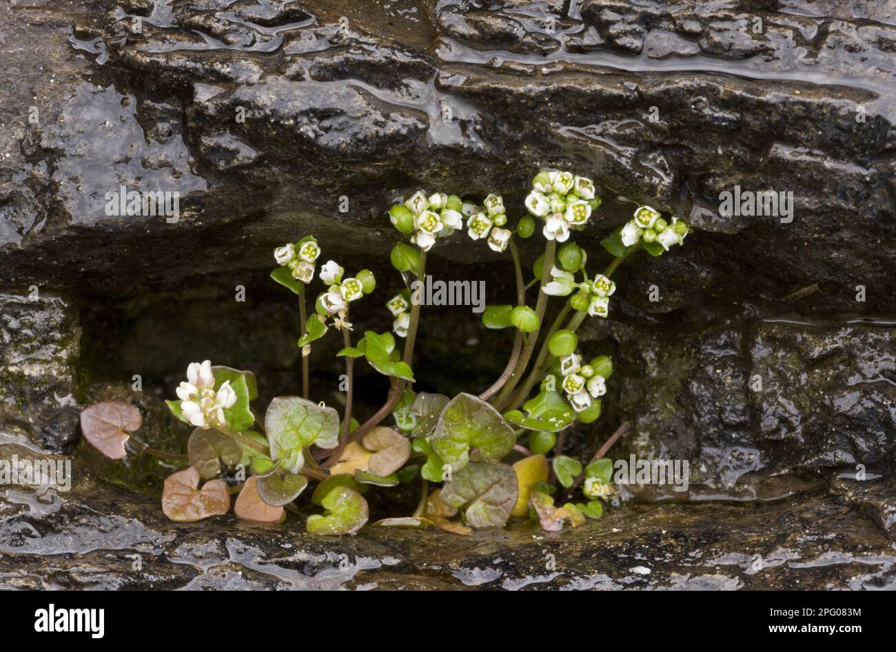 Danish Scurvy-grass (Cochlearia danica) flowering, growing on coastal ...