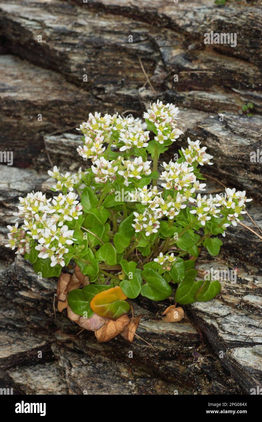 Scurvy-grass (Cochlearia officinalis), Common Spoonwort, Scurvy-grass ...
