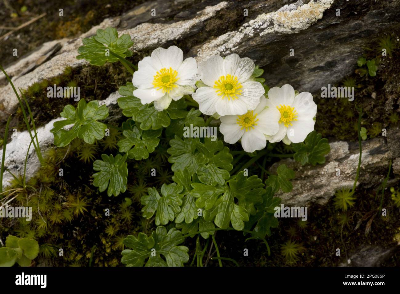 Flowering alpine buttercup (Ranunculus alpestris), Swiss Alps ...