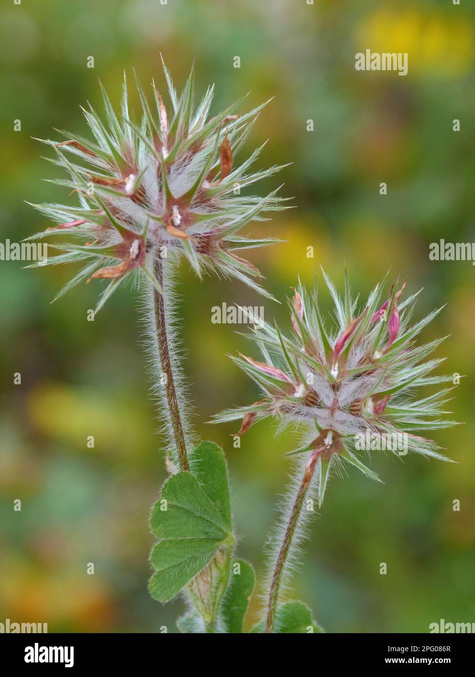 Starry clover (Trifolium stellatum) in fruit, Gulf of Bonifacio ...
