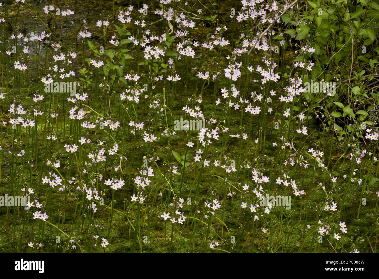 Water Violet (Hottonia palustris) flowering mass, growing in pool ...