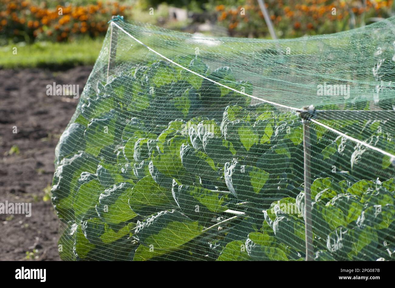 Netting brassica hi-res stock photography and images - Alamy