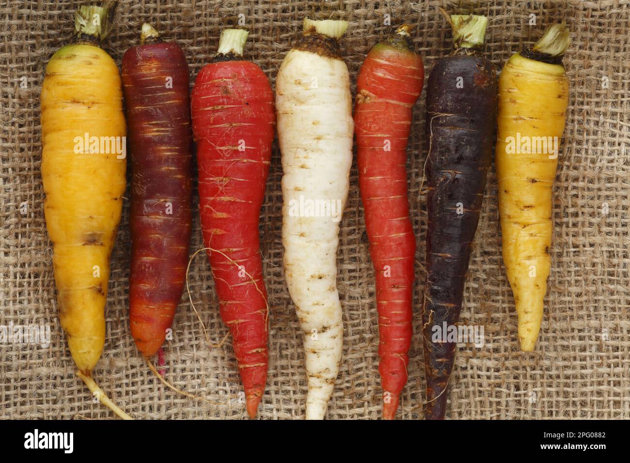 Carrots (Daucus carota sativus) of the varieties 'Yellowstone', 'Purple ...