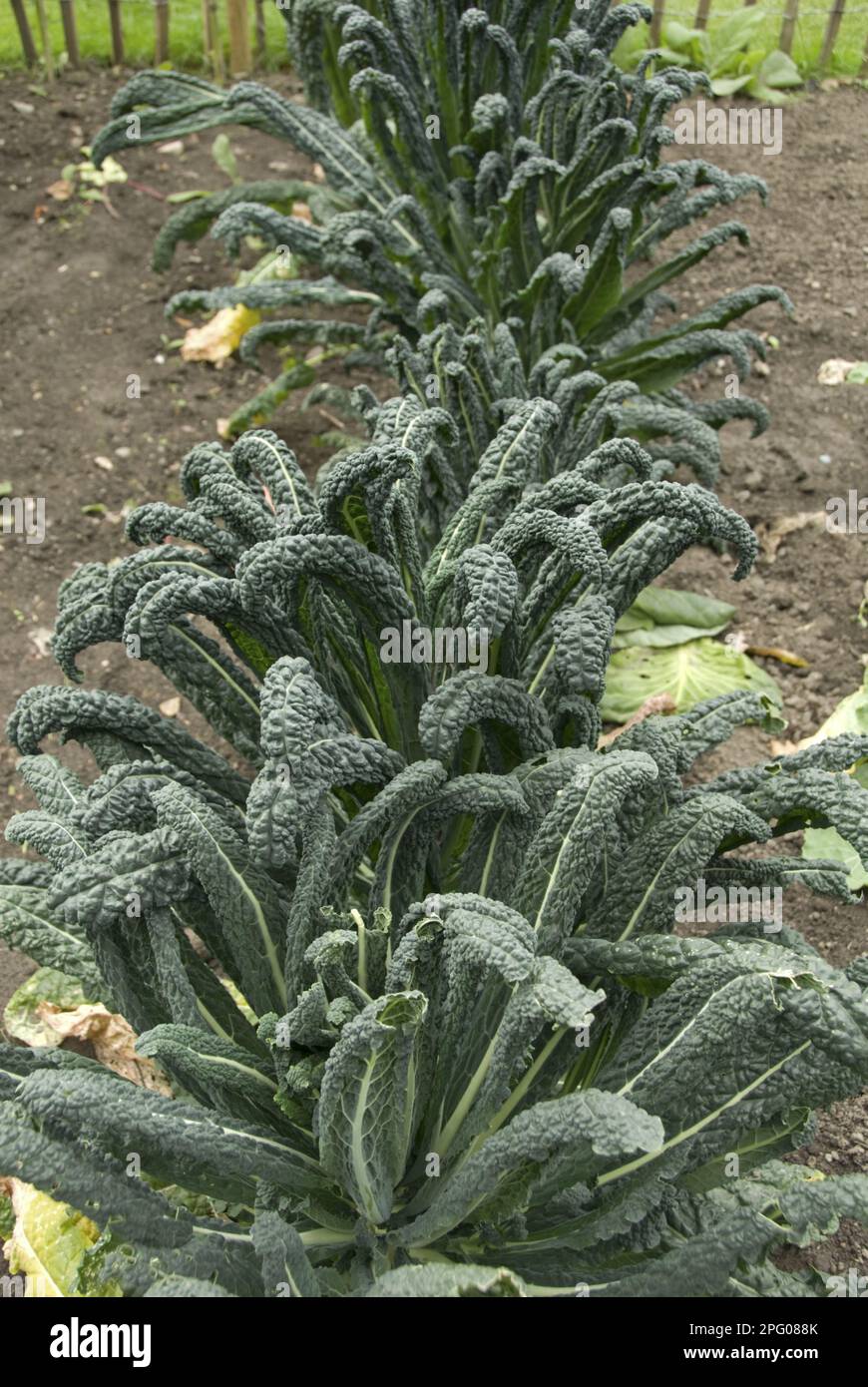 Black Kale (Brassica oleracea) 'Tuscany', growing in vegetable patch ...