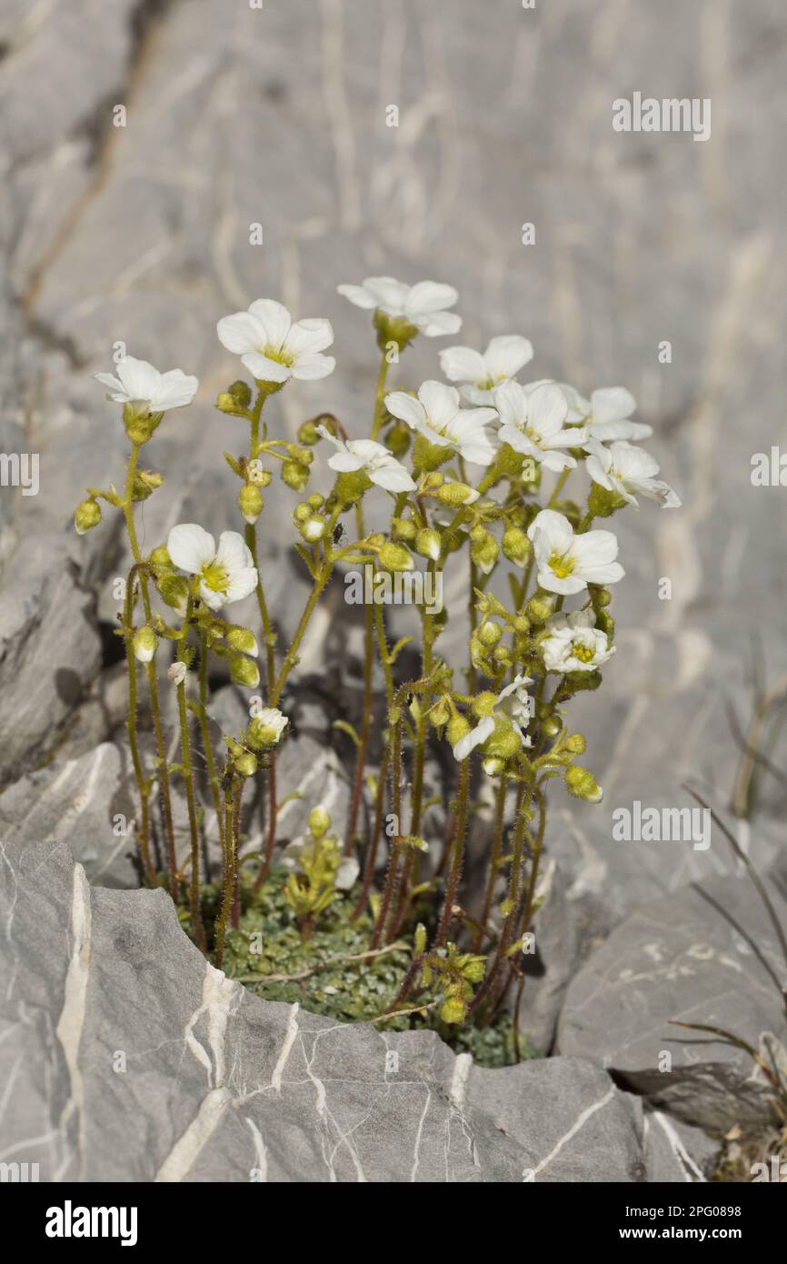 Blue-green Saxifrage (Saxifraga caesia) flowering, growing on limestone ...