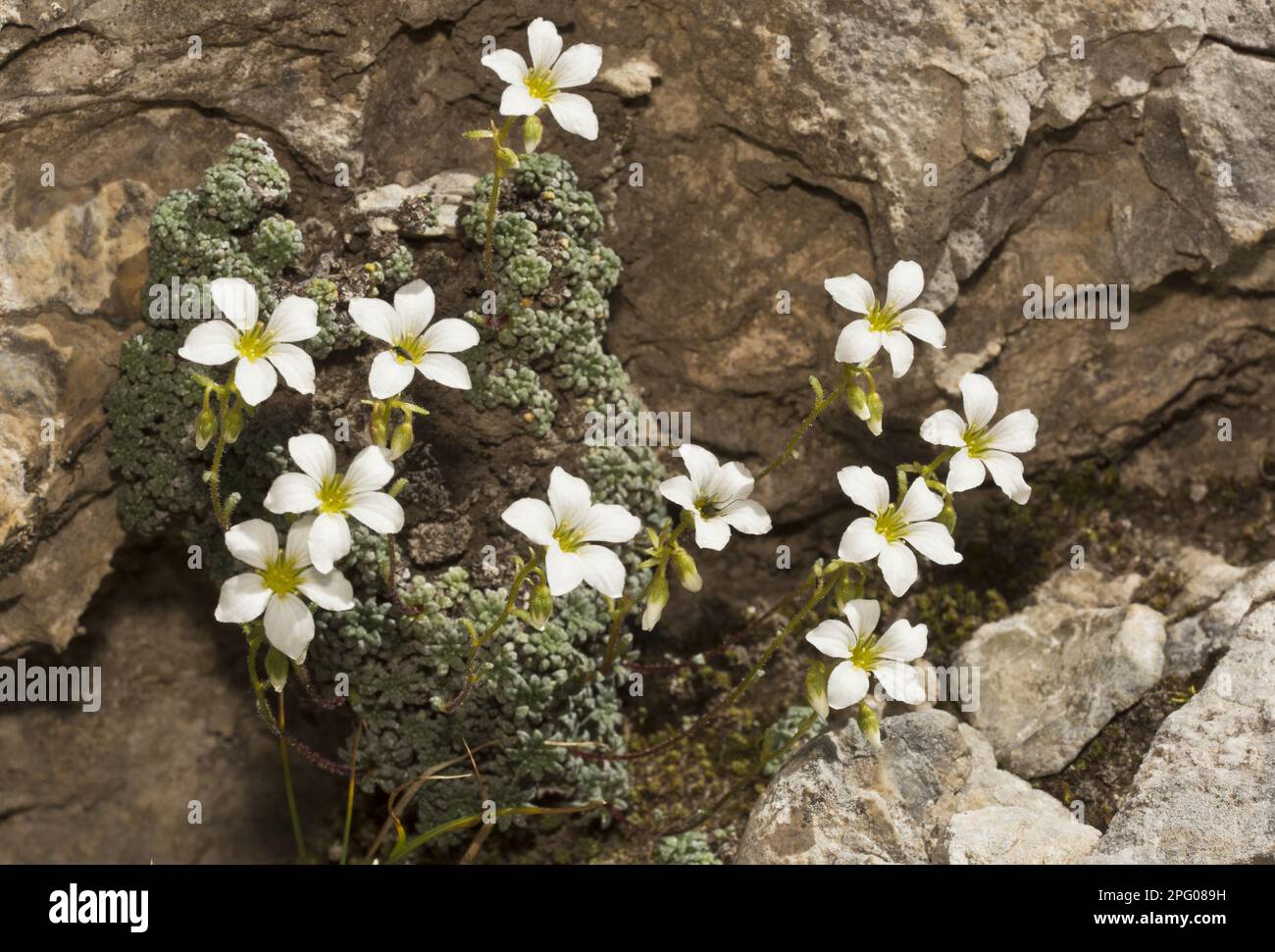 Blue-green Saxifrage (Saxifraga caesia) flowering, growing on limestone ...
