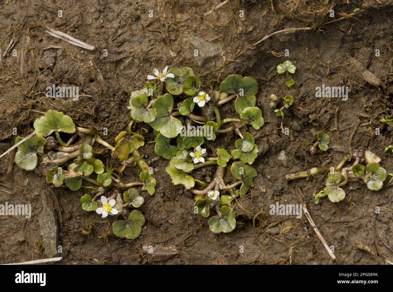 Ivy-leaved Crowfoot (Ranunculus hederaceus) flowering, growing on wet ...