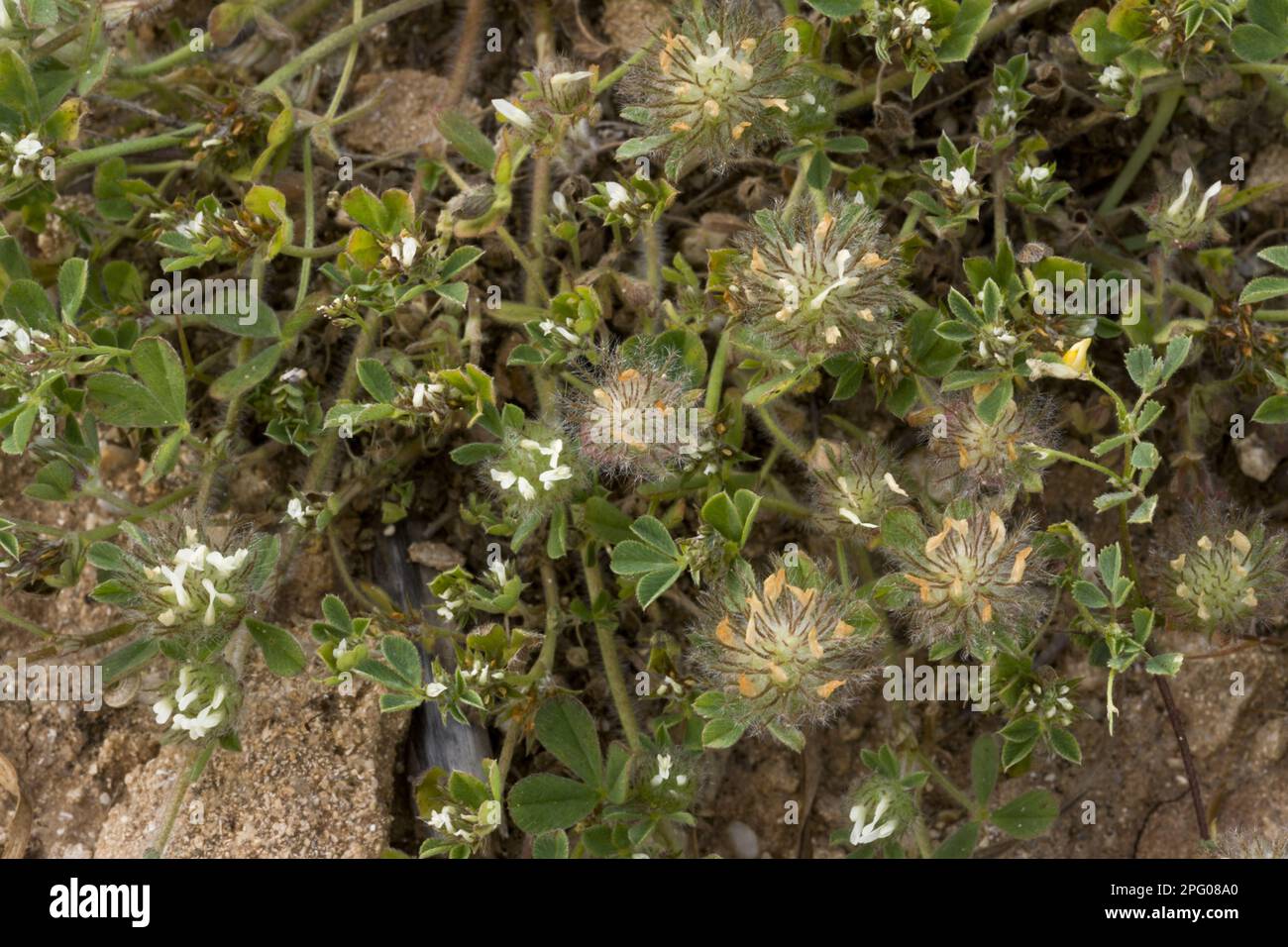 Cherlerlers clover hi-res stock photography and images - Alamy