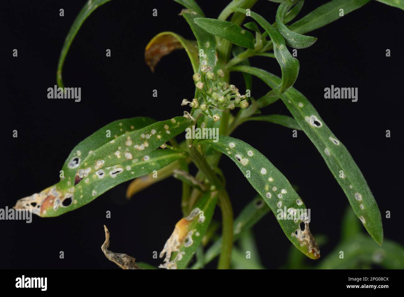 Lobularia Maritima Leaves