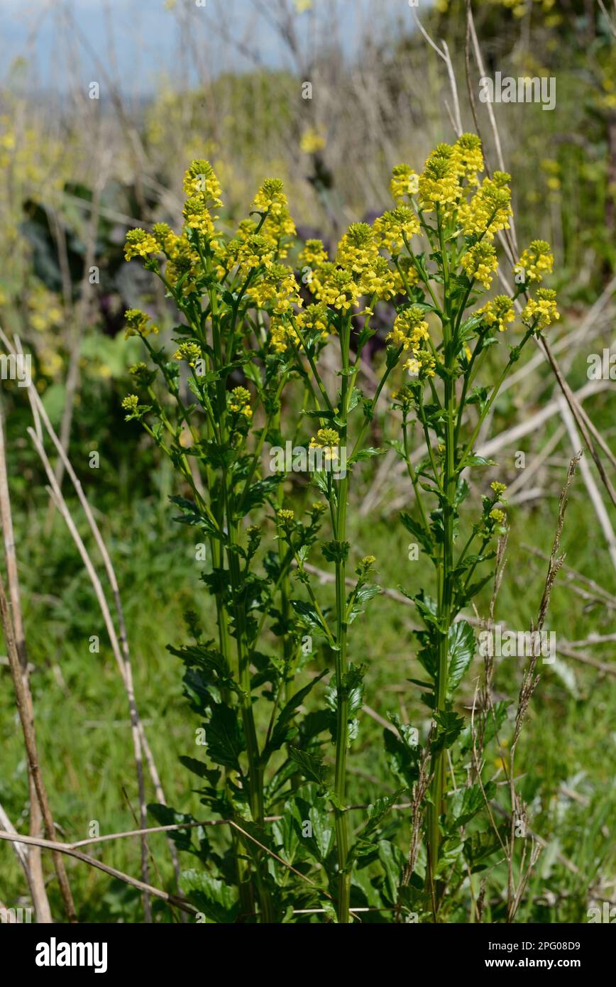 Wintercress, yellow rocketcress (Barbarea vulgaris), True barbara herb ...