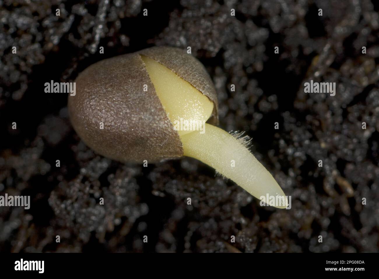 A germinating cabbage seed with root development with root hairs on the ...