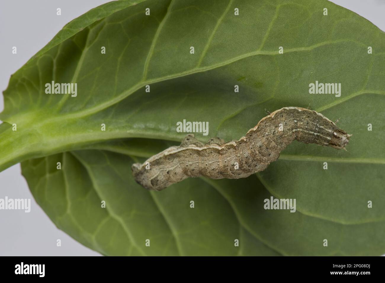 Diamondback moth hi-res stock photography and images - Alamy