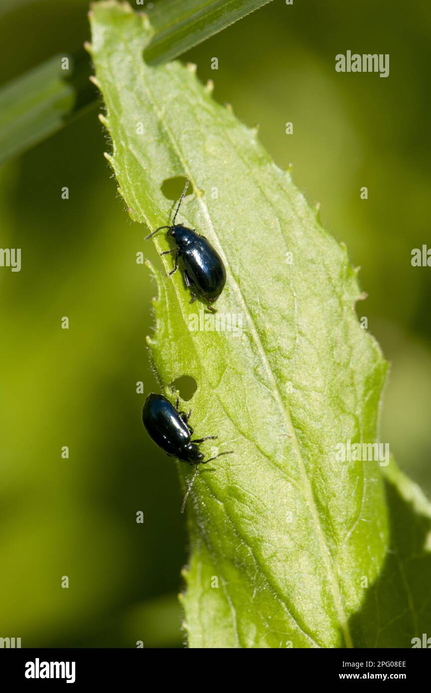 Blue-green cabbage flea, Blue-green cabbage fleas, leaf beetle ...