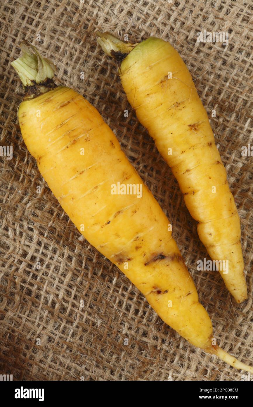 Carrot (Daucus carota sativus) variety 'Yellowstone', organically grown ...