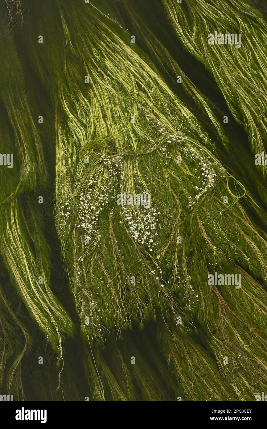 River Water-crowfoot (Ranunculus fluitans) flowering, swirling in river ...