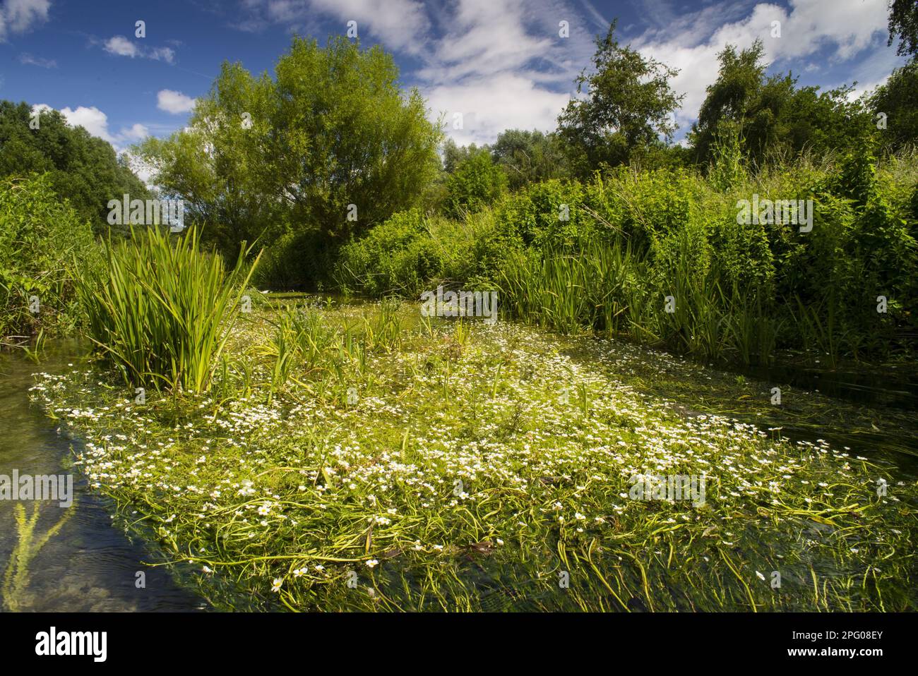 Flowering mass of river water crowfoot (Ranunculus fluitans) growing on ...