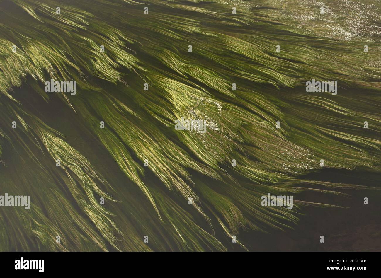 River Water-crowfoot (Ranunculus fluitans) flowering, swirling in river ...