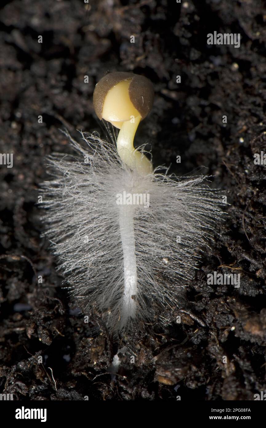A germinating cabbage seed with root development with root hairs on the ...