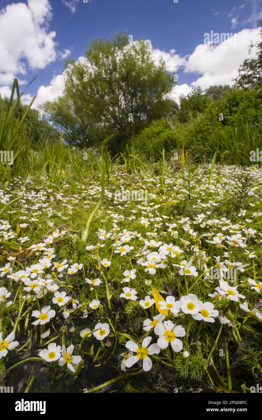 Flowering mass of river water crowfoot (Ranunculus fluitans) growing on ...
