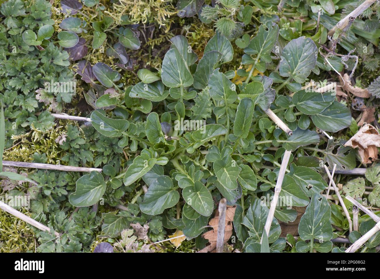 Wintercress, yellow rocketcress (Barbarea vulgaris), True barbara herb ...