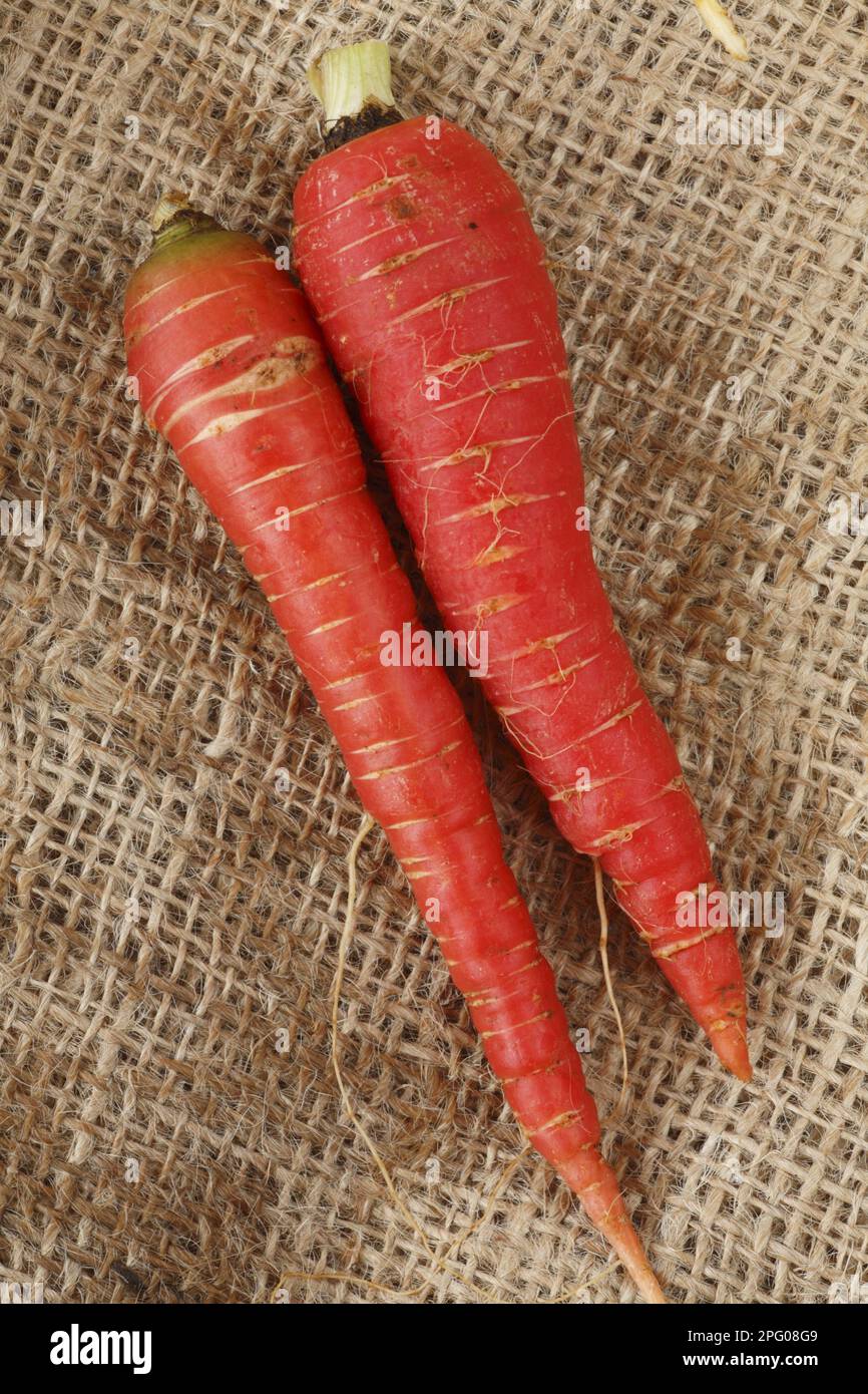 Carrot (Daucus carota sativus) variety 'Samurai', organically grown ...