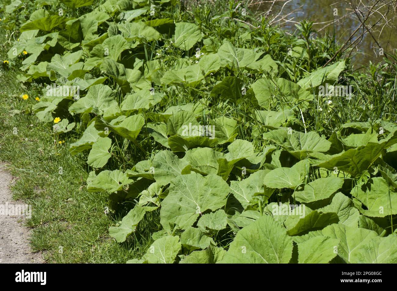 Butterbur (Petasites hybridus), Brook butterbur, Red butterbur, Common ...