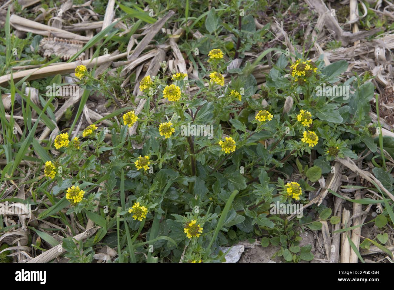 Wintercress, yellow rocketcress (Barbarea vulgaris), Common barbara ...