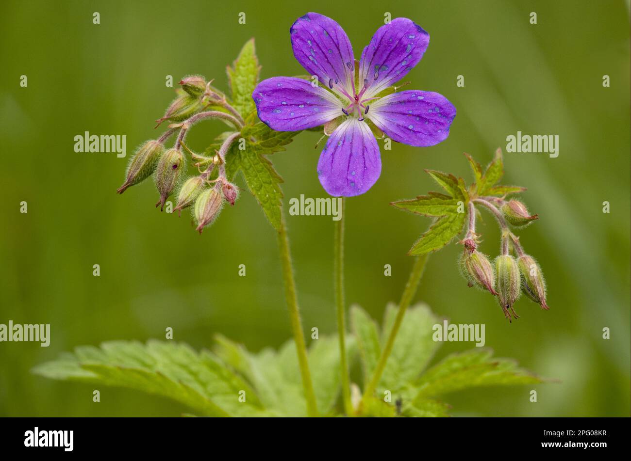 Wood Cranesbill (Geranium sylvaticum), Wood wood cranesbill, Cranesbill ...