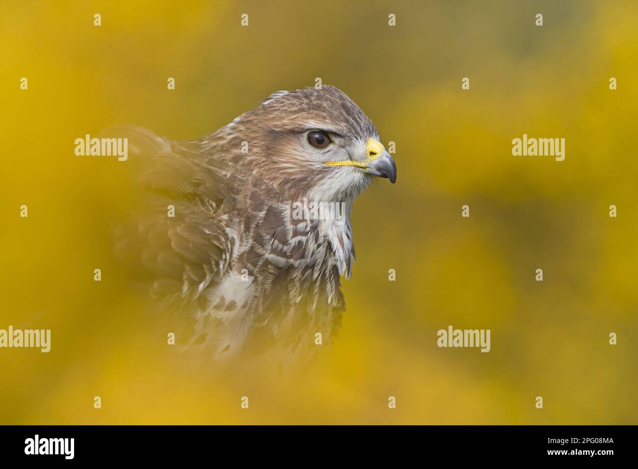 Adult steppe buzzard (Buteo buteo), amidst the flowers of common gorse ...