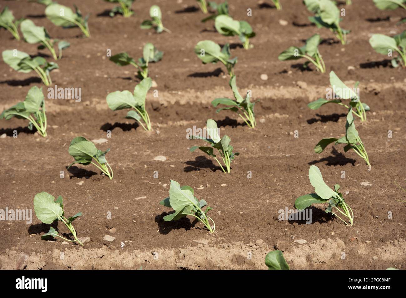 Turnip (Brassica rapa var. rapa) crop, seedlings growing in field ...