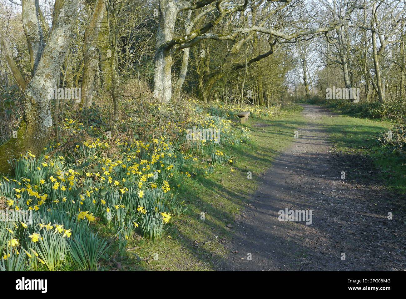Wild Daffodil (Narcissus pseudonarcissus) flowering, mass growing ...