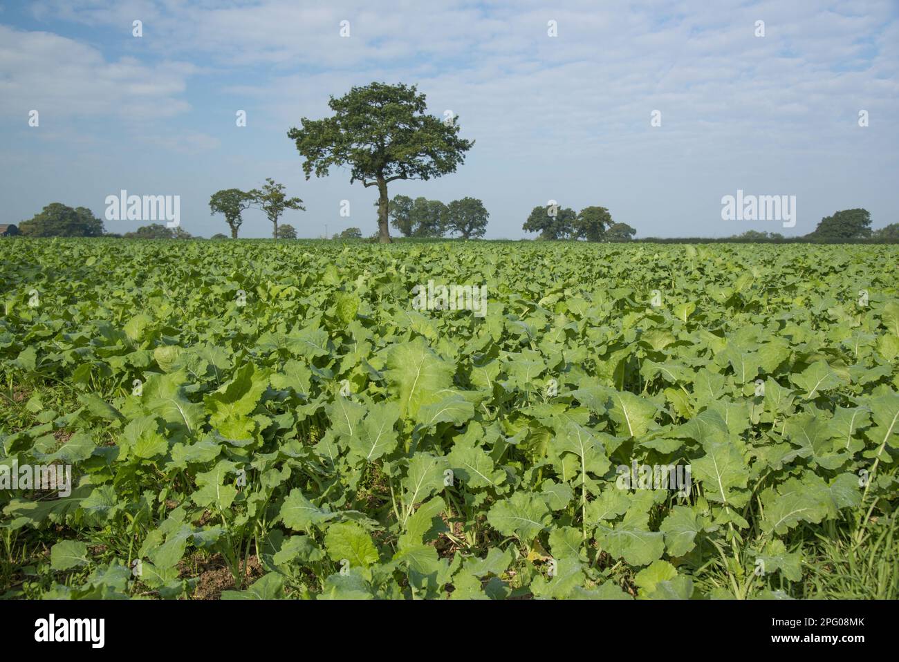 Kale (Brassica oleracea) and Stubble Turnip (Brassica rapa subsp. rapa ...