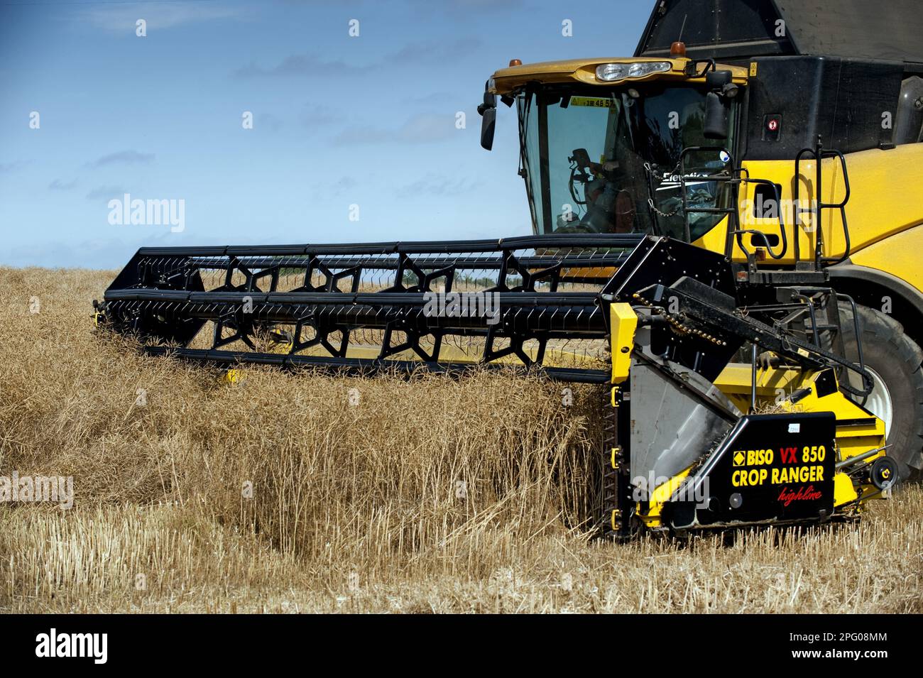 Oilseed Rape (Brassica napus) crop, harvested by combine harvester ...