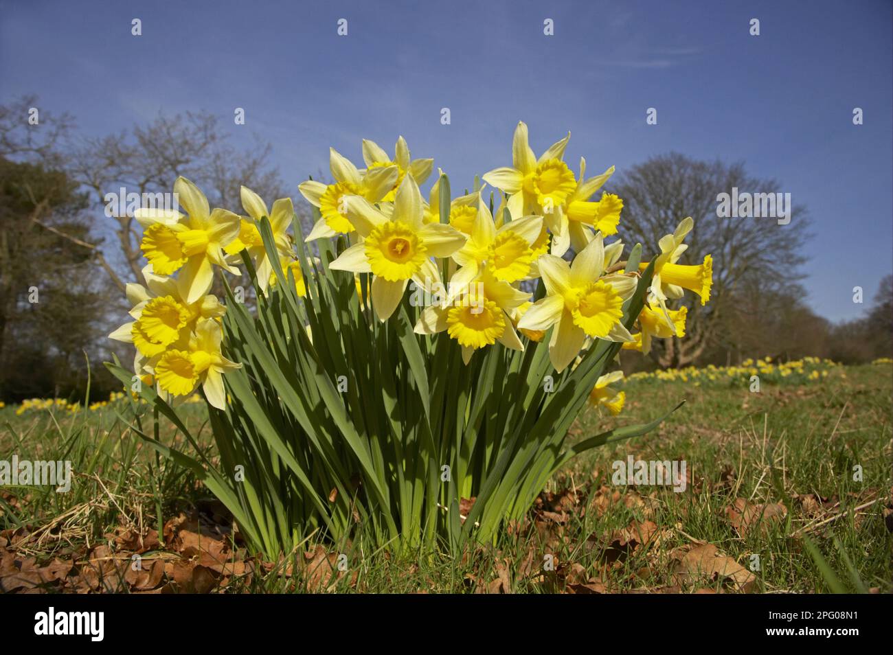 Yellow daffodil (Narcissus pseudonarcissus), daffodil, daffodil, wild ...