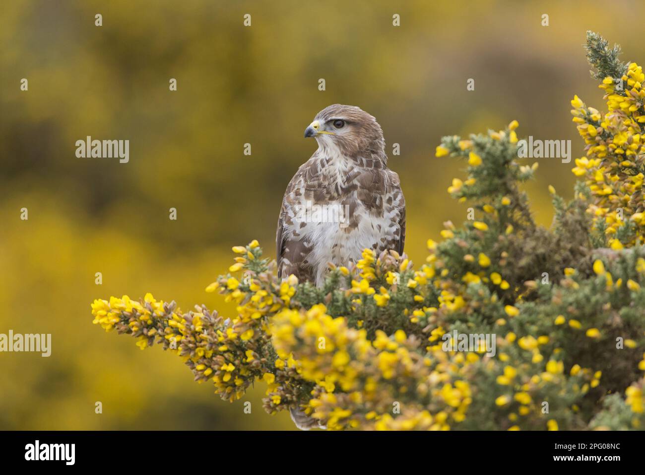 Adult steppe buzzard (Buteo buteo), amidst the flowers of common gorse ...