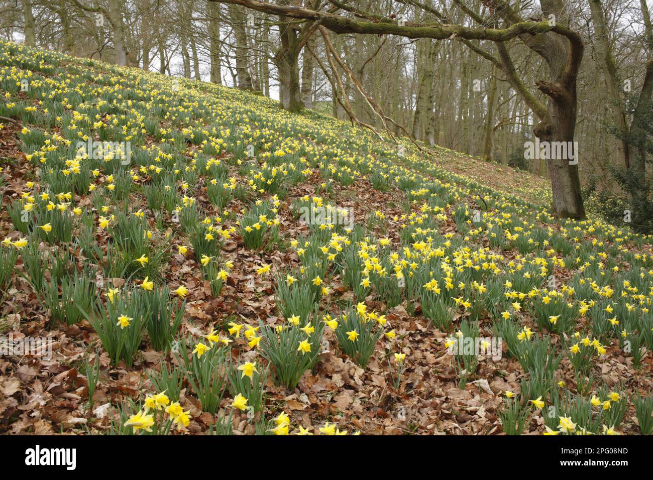 Yellow daffodil (Narcissus pseudonarcissus), daffodil, wild daffodil ...