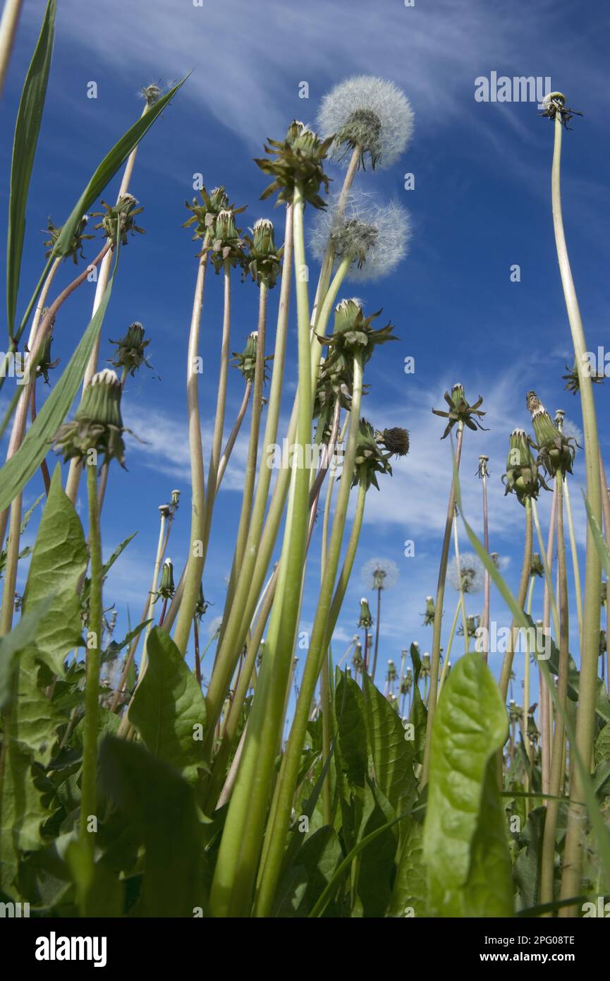 Common Dandelion (Taraxacum officinale) low angle of buds and seedheads ...