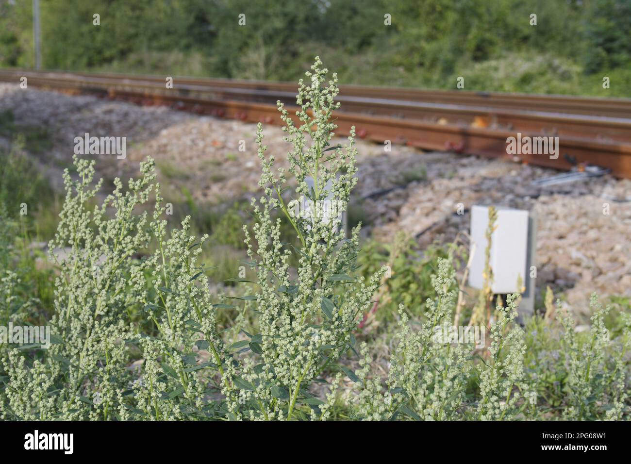 Fat Hen (Chenopodium album) flowering, growing beside railway track ...