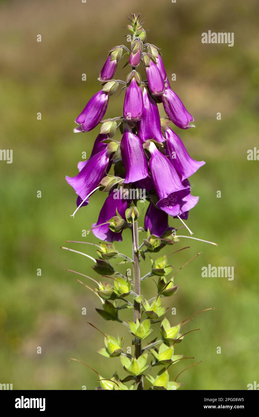 Common Foxglove (Digitalis purpurea) close-up of flowers and seedpods ...