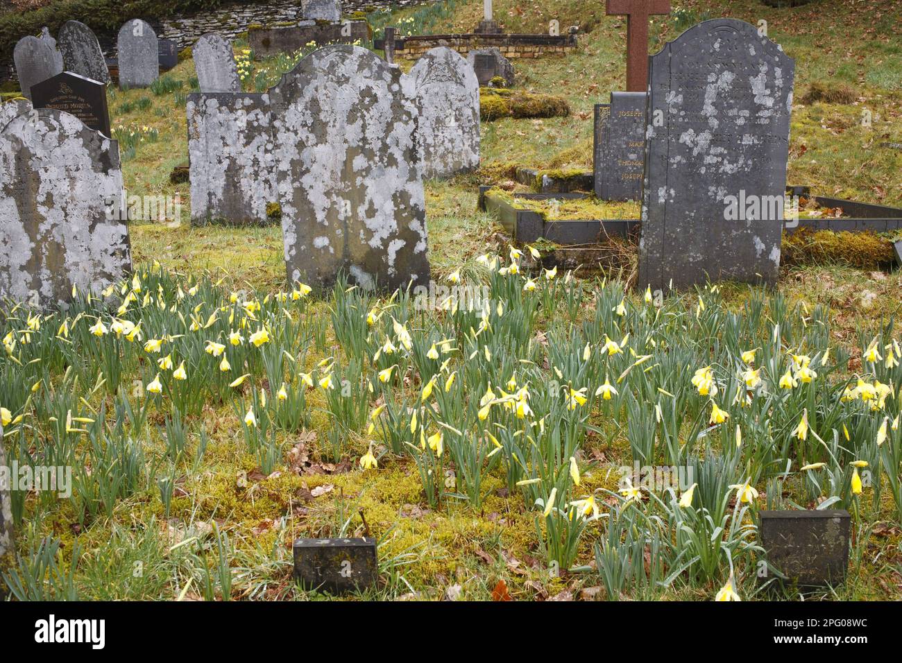 Wild Daffodil (Narcissus pseudonarcissus) flowering, mass growing ...