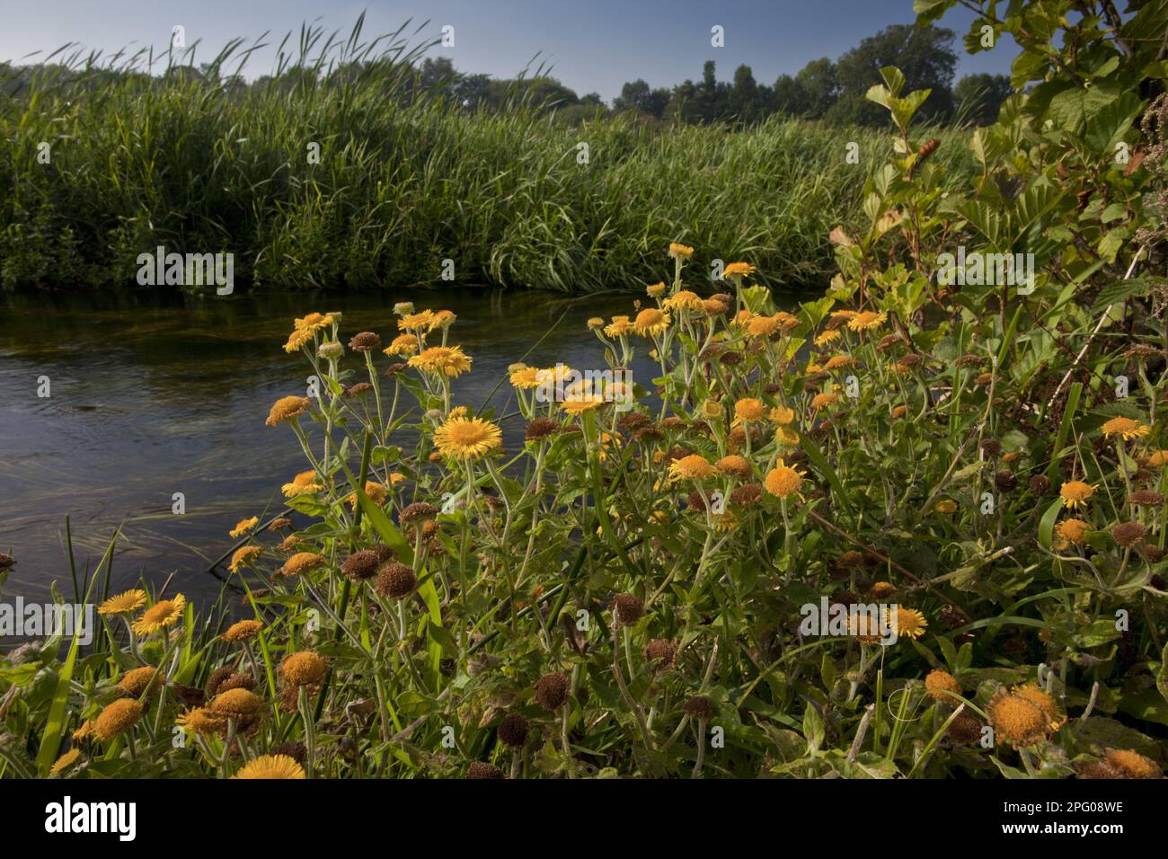 Common ruhr-flohkraut (Pulicaria dysenterica) flowering, growing by the ...