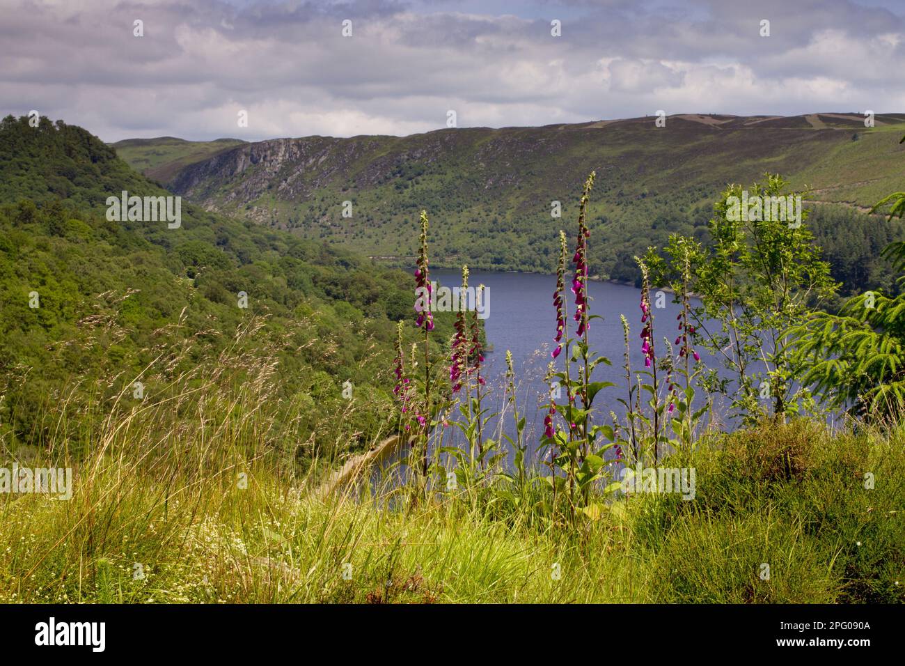 Common Foxglove (Digitalis purpurea) flowering, growing on hillside ...