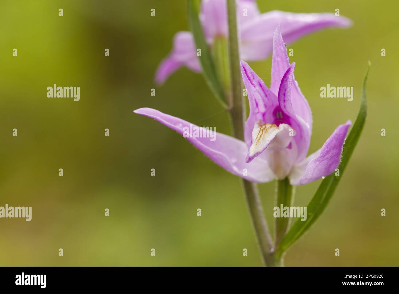 Red red helleborine (Cephalanthera rubra) close-up of flower, Causse de ...