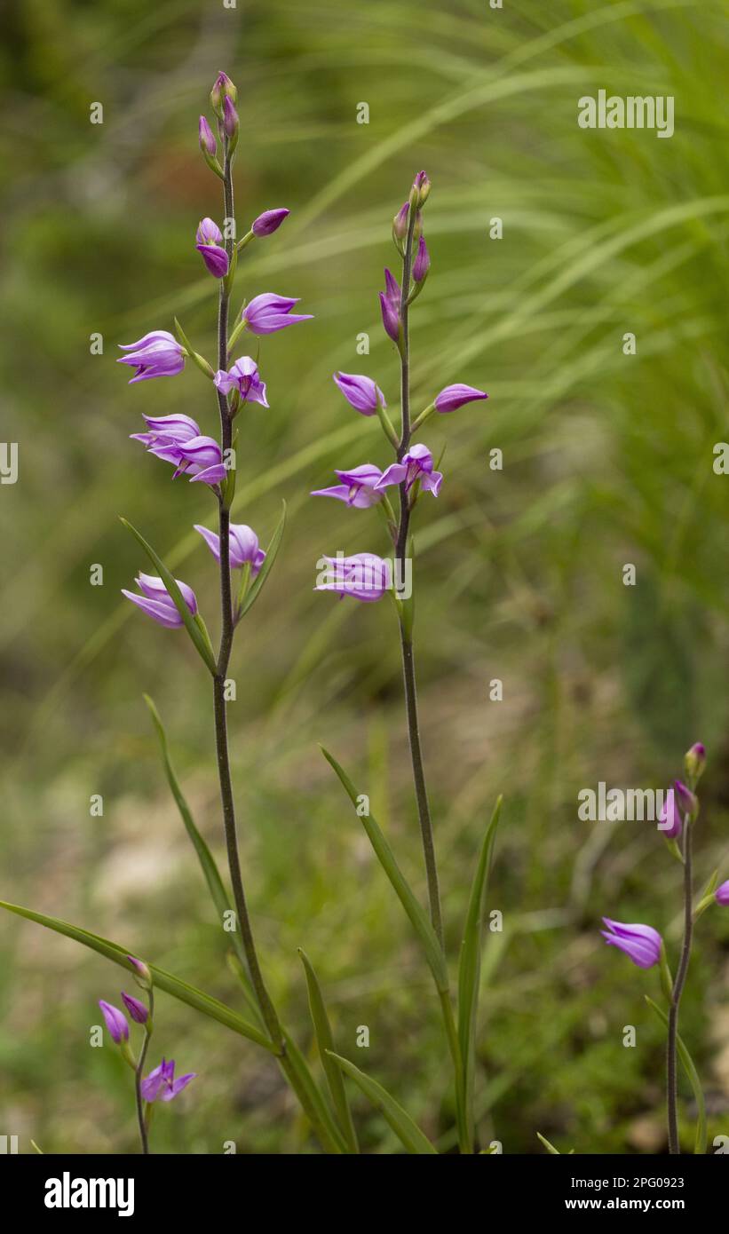 Flowering Red red helleborine (Cephalanthera rubra), Alps, France Stock ...